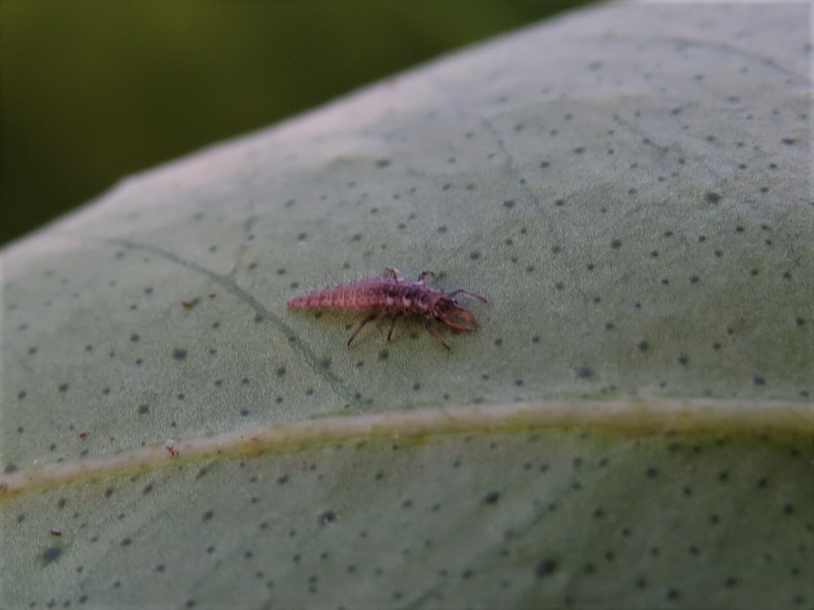 Diminua o uso de agroquímicos, controle biológico - Conheça o Crisopídeo